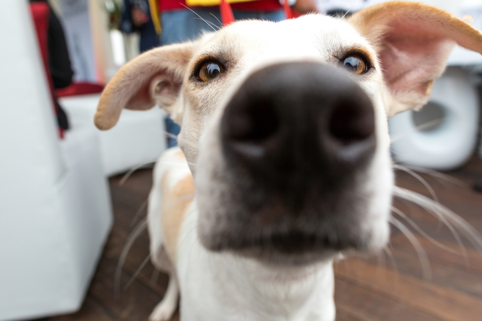 Glutathione for Dogs: Master Antioxidant & Liver Support | Watts